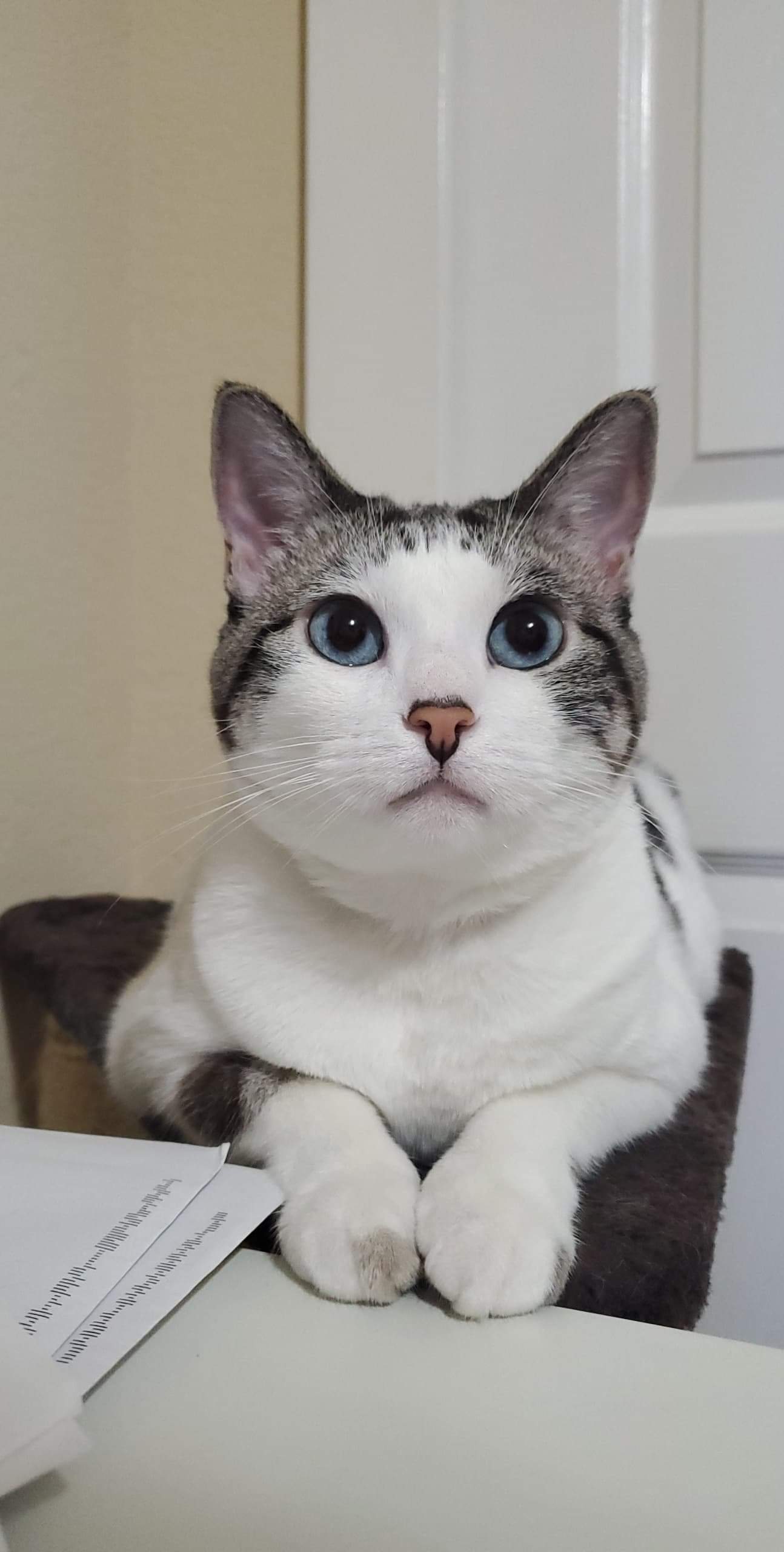 Kelly the Cat – Grace & Gratitude